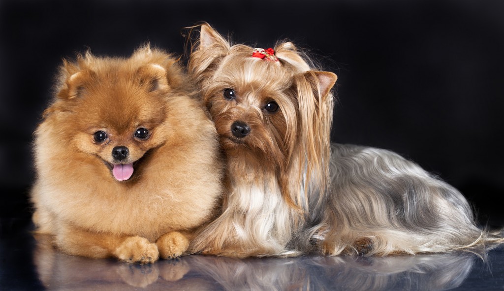 spitz dog and terrier yorkshire - Pampered Pooches - Dog Grooming Broome
